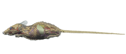 Female OF1 Mouse V1.0 » IT'IS Foundation