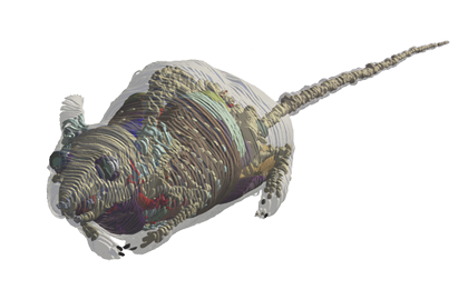 Male OF1 Mouse » IT'IS Foundation