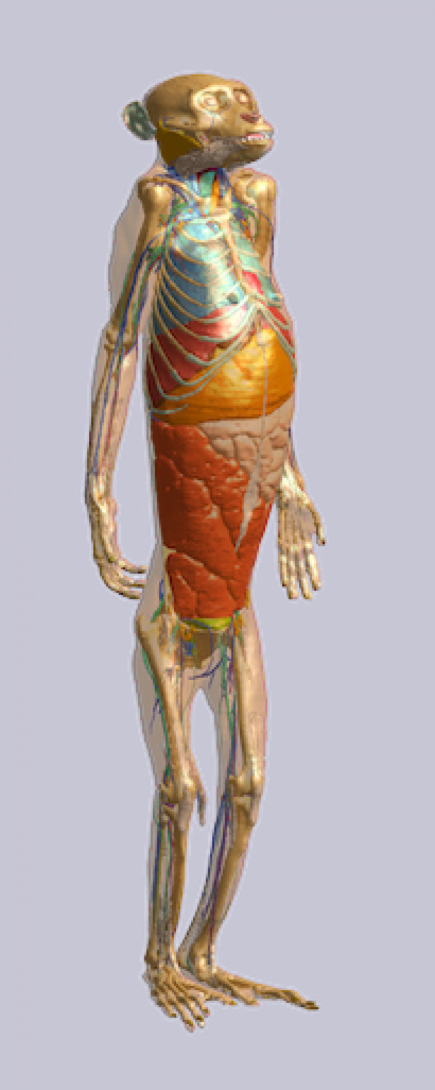 "Miss Able" Female Rhesus Monkey » IT'IS Foundation