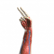 Ella Hand » IT'IS Foundation