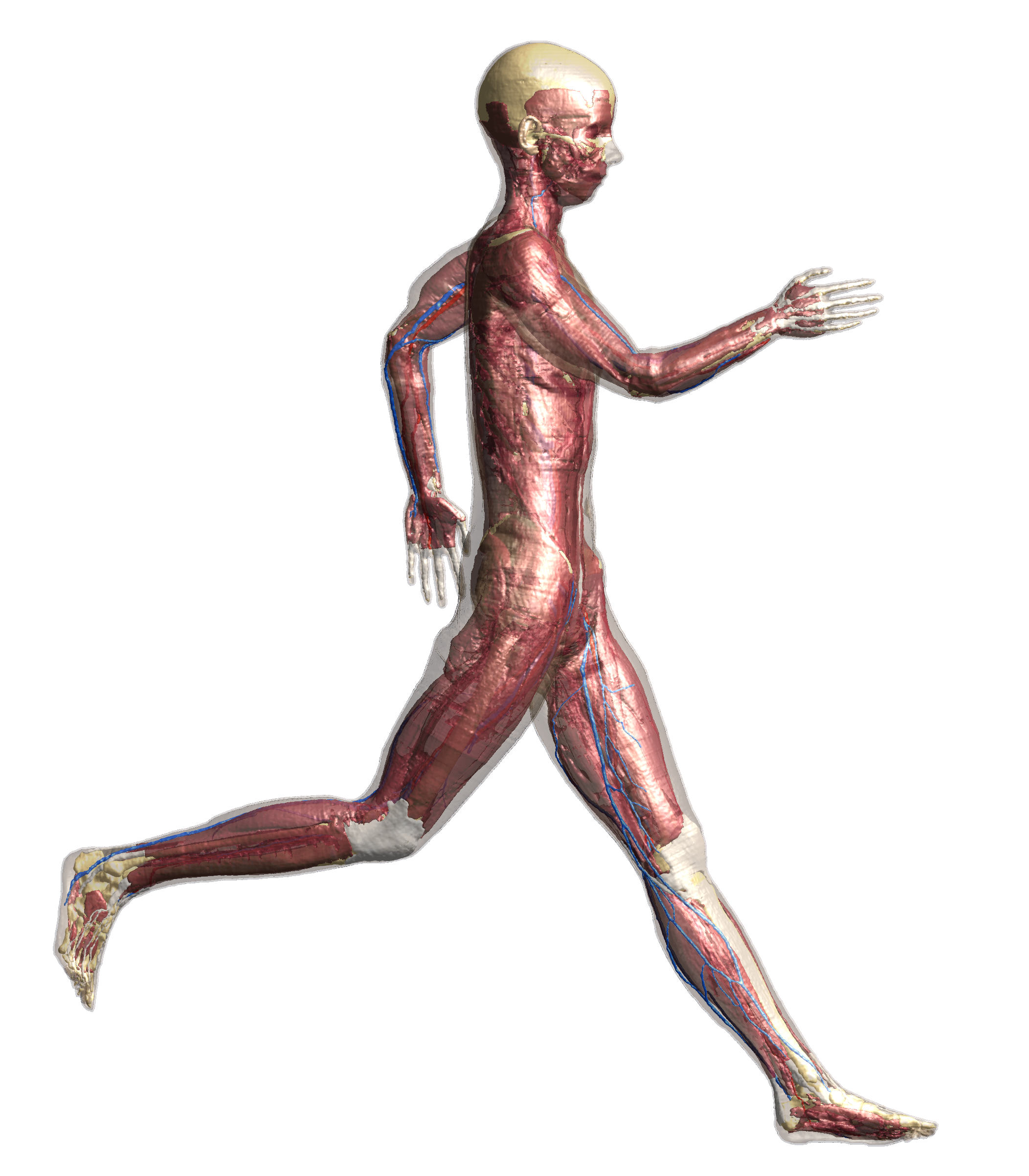 ELLA cV3-1 » IT'IS Foundation