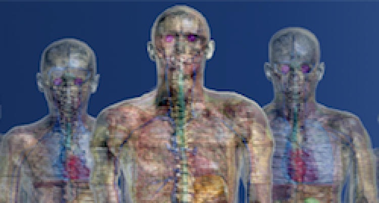 VIRTUAL POPULATION & ViZOO » IT'IS Foundation